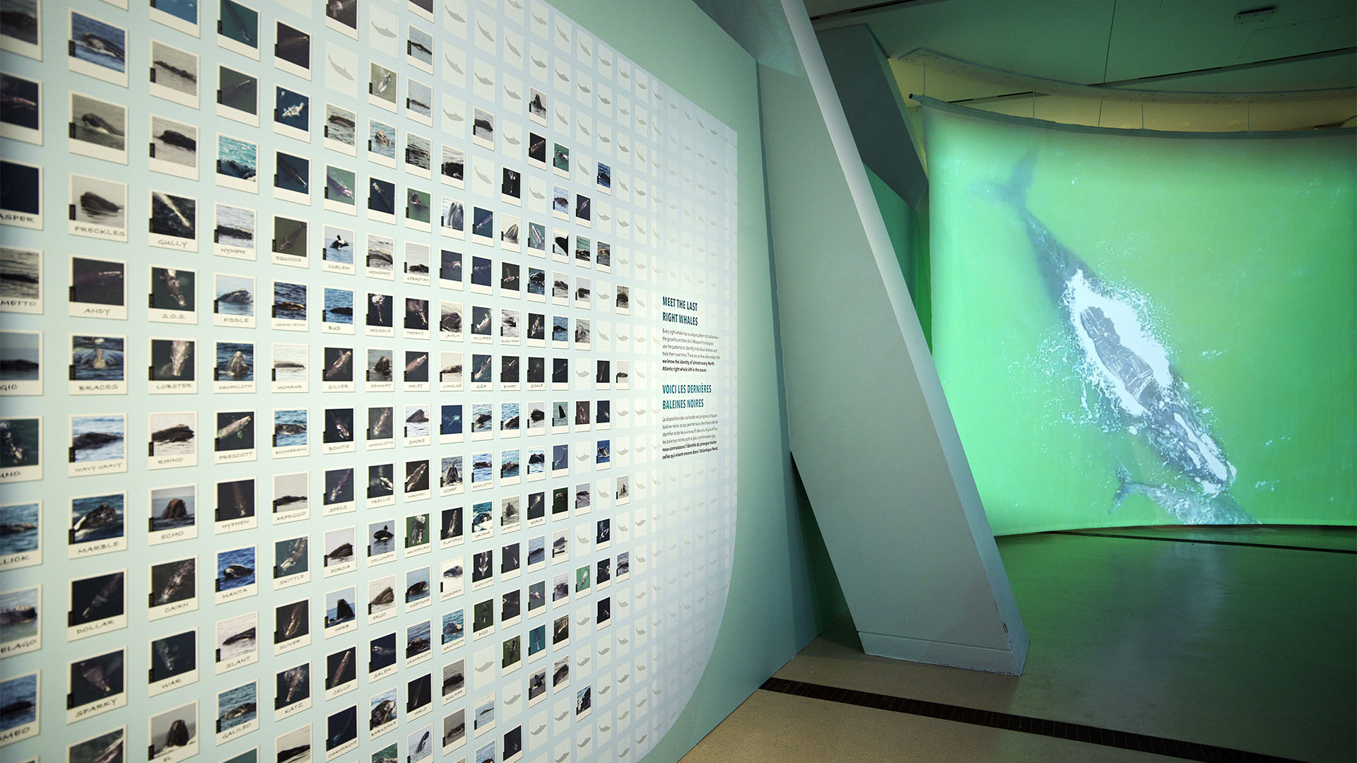 Great Whales - Up Close and Personal - SEGD - Designers of Experiences